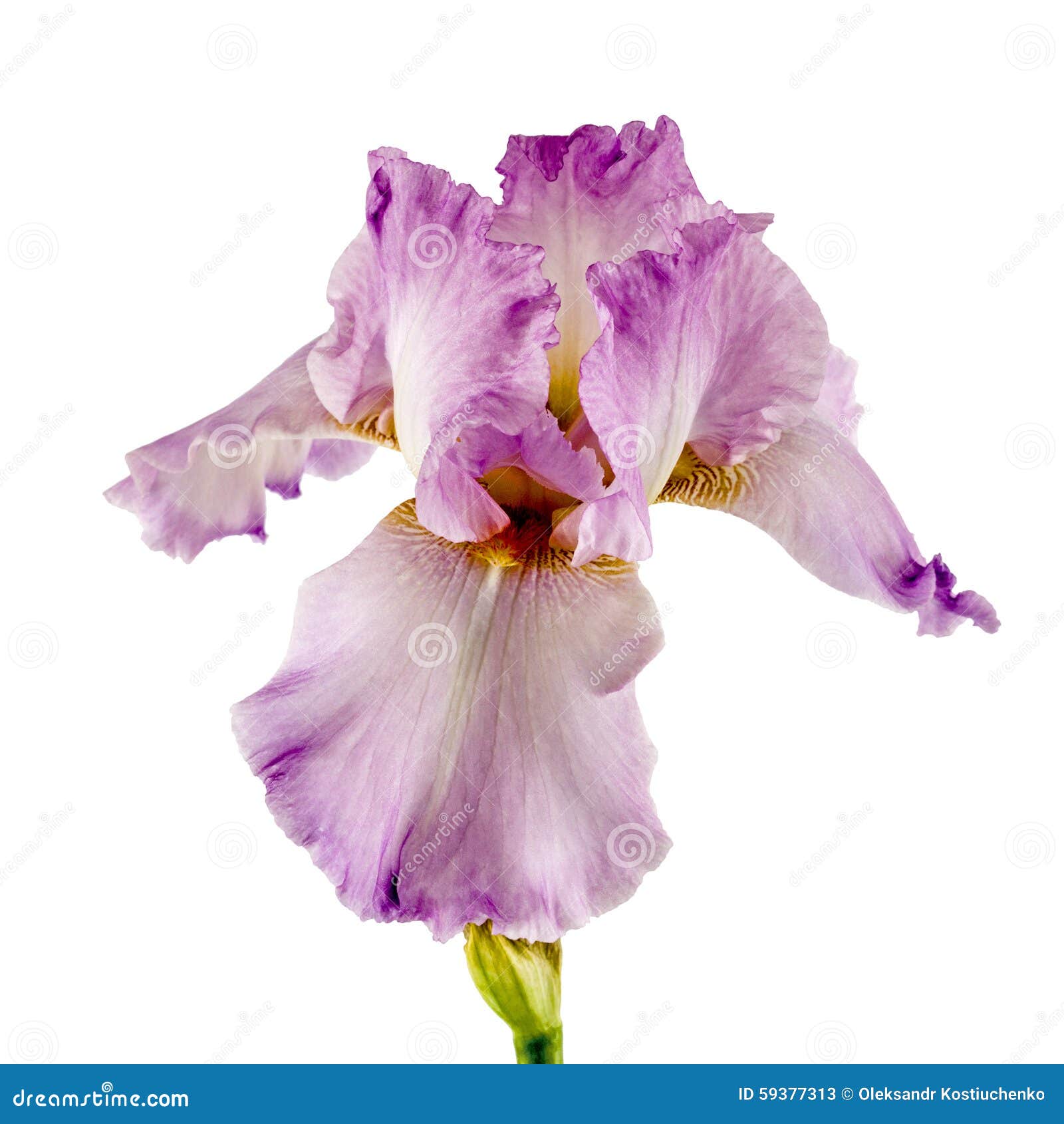 Flor Violeta Del Iris, Aislada En El Fondo Blanco Imagen de archivo ...