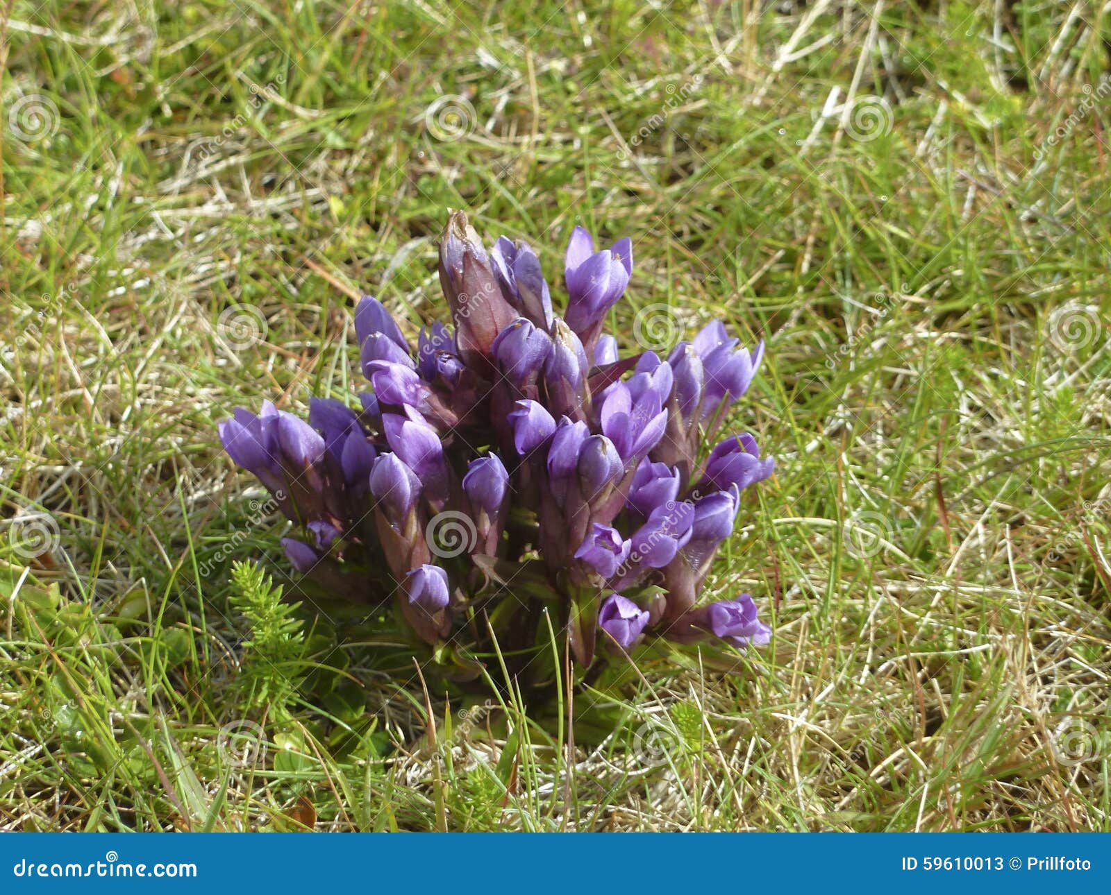 Flor Violeta En Islandia Fotos De Stock - Download 202 Fotos Libres de ...