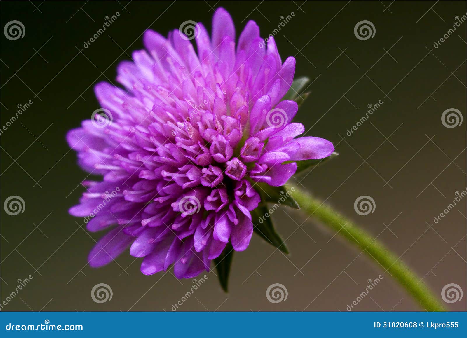 Flor Violeta Labiada De Dispsacacea Foto de archivo - Imagen de ...