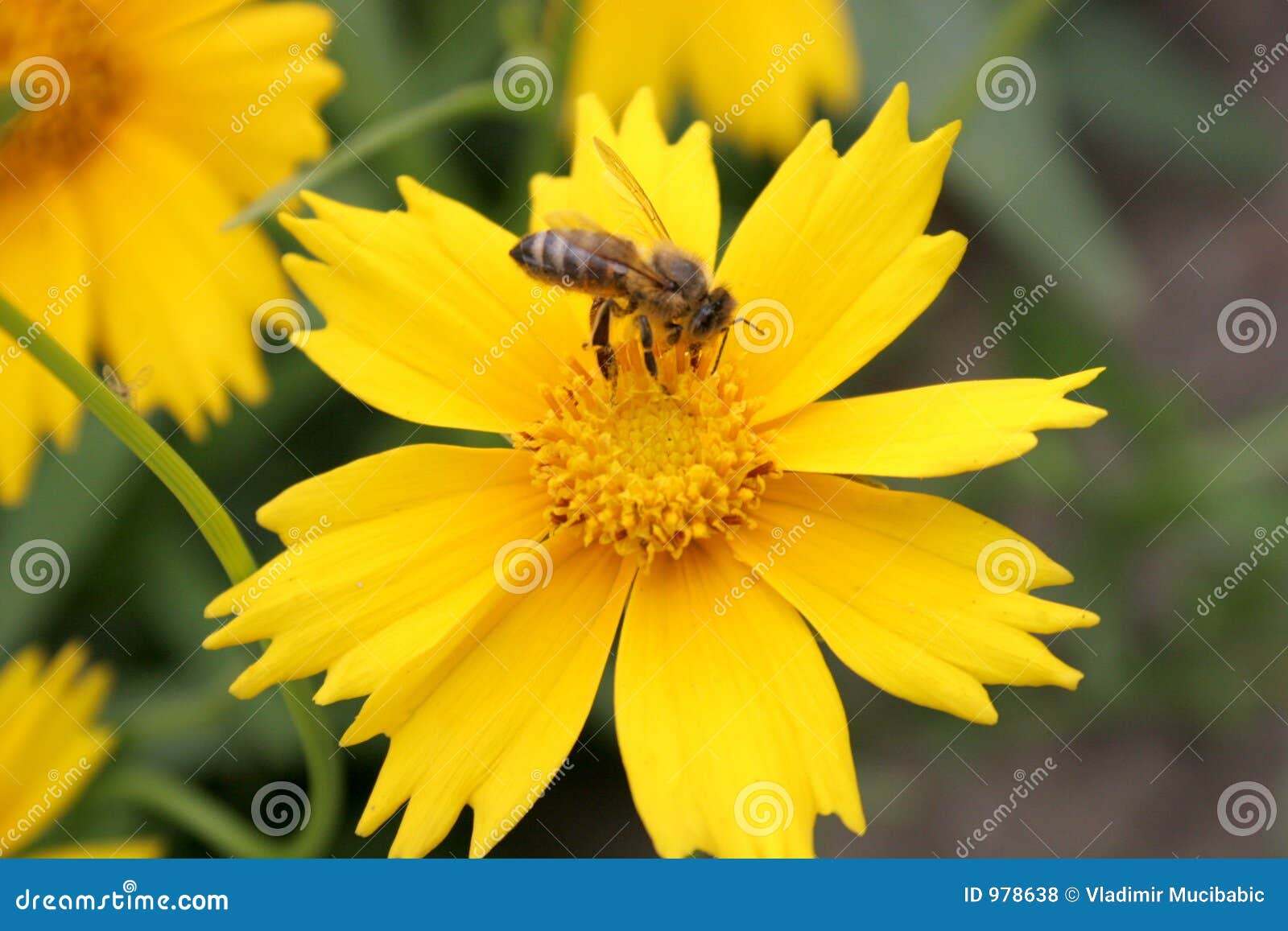 Flor y abeja amarillas foto de archivo. Imagen de belleza - 978638