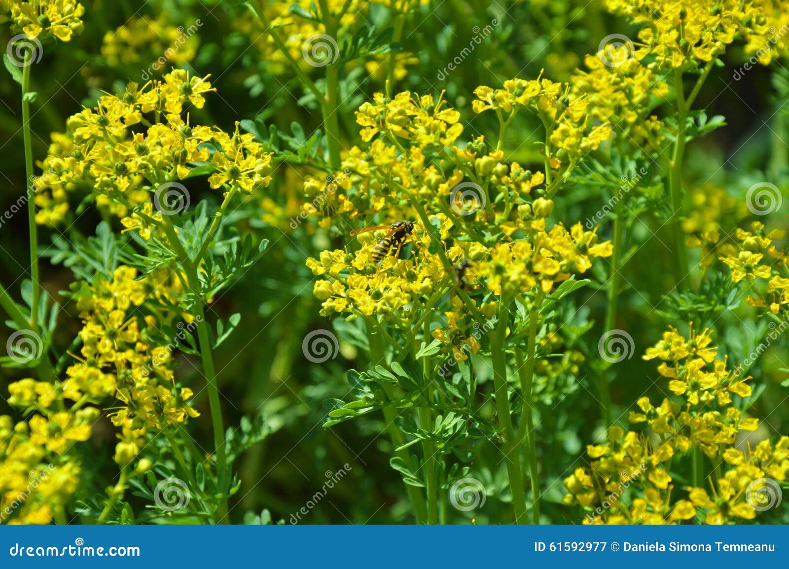 Flor Y Avispa Amarillas De La Ruda Imagen de archivo - Imagen de ...