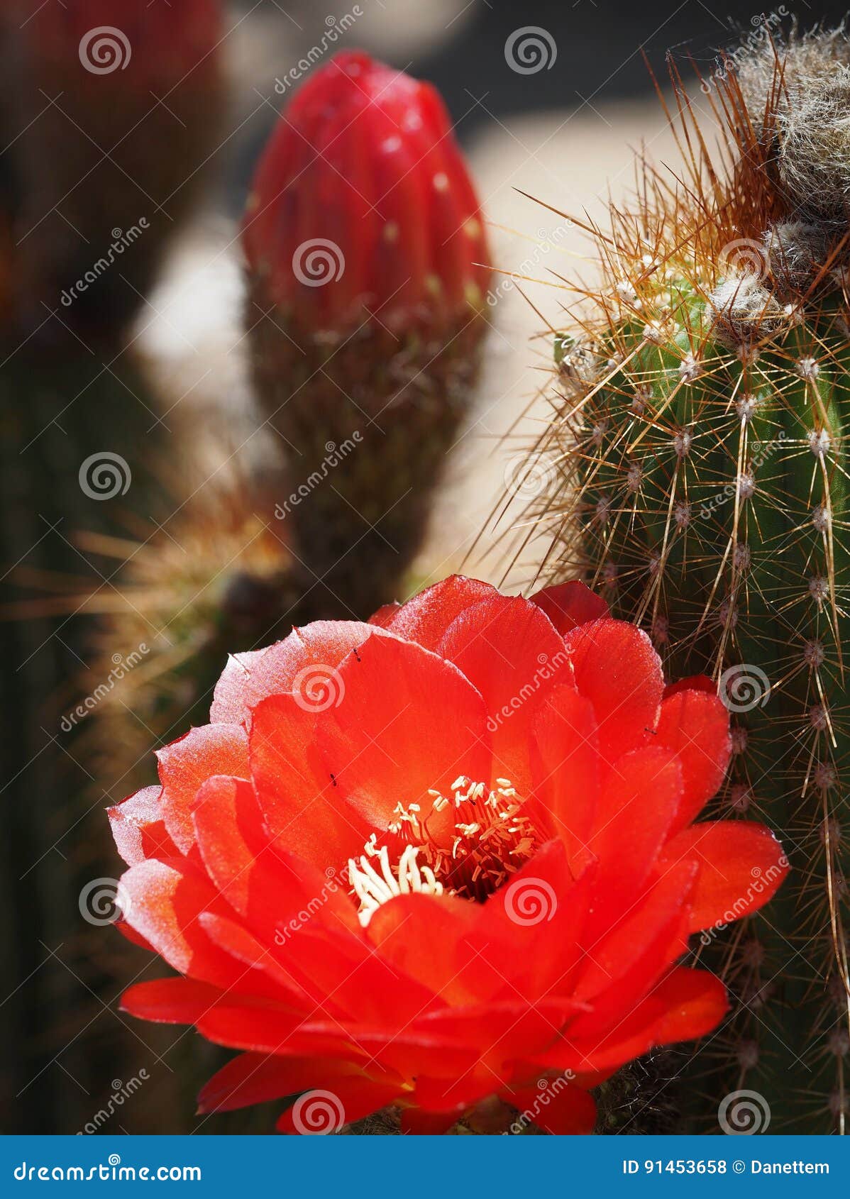 Flor Y Brote Rojos Del Cactus De La Antorcha Foto de archivo - Imagen ...