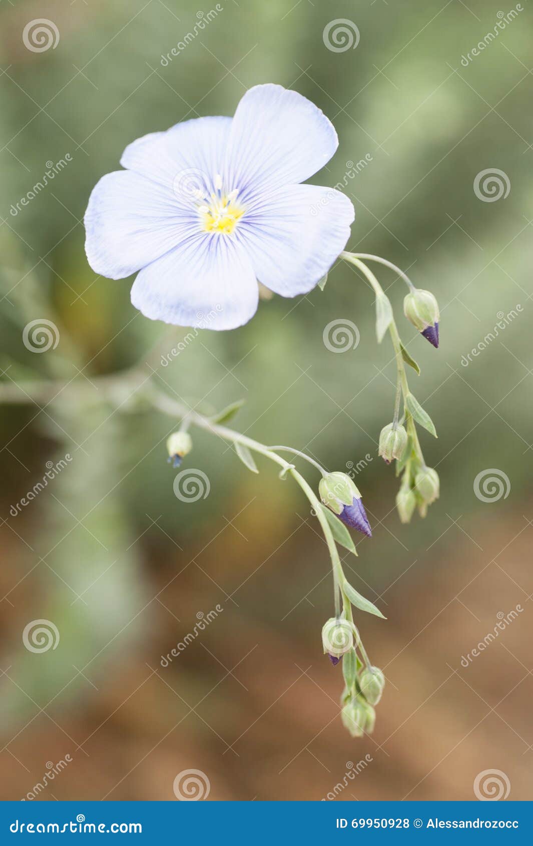 Flor Y Brotes De La Planta Del Lino Foto de archivo - Imagen de cosecha ...