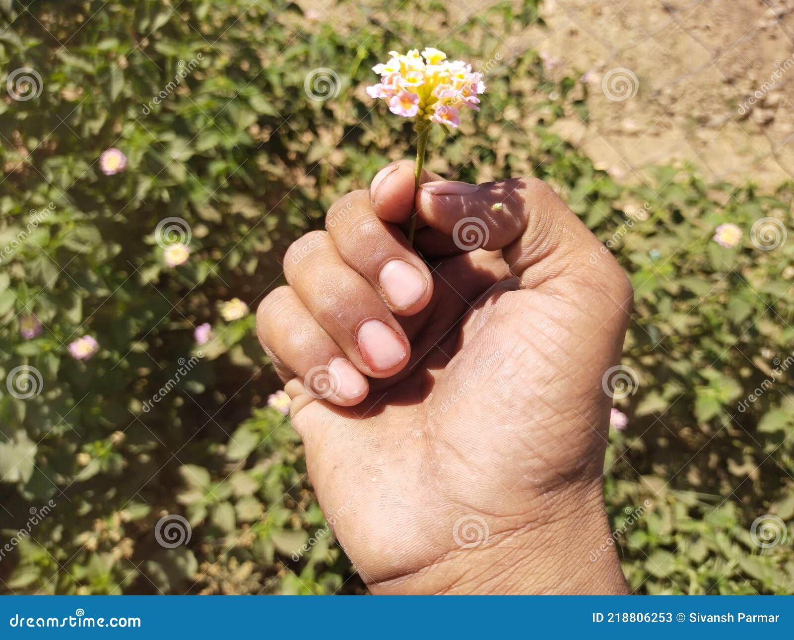 Flor y mano imagen de archivo. Imagen de mano, planta - 218806253