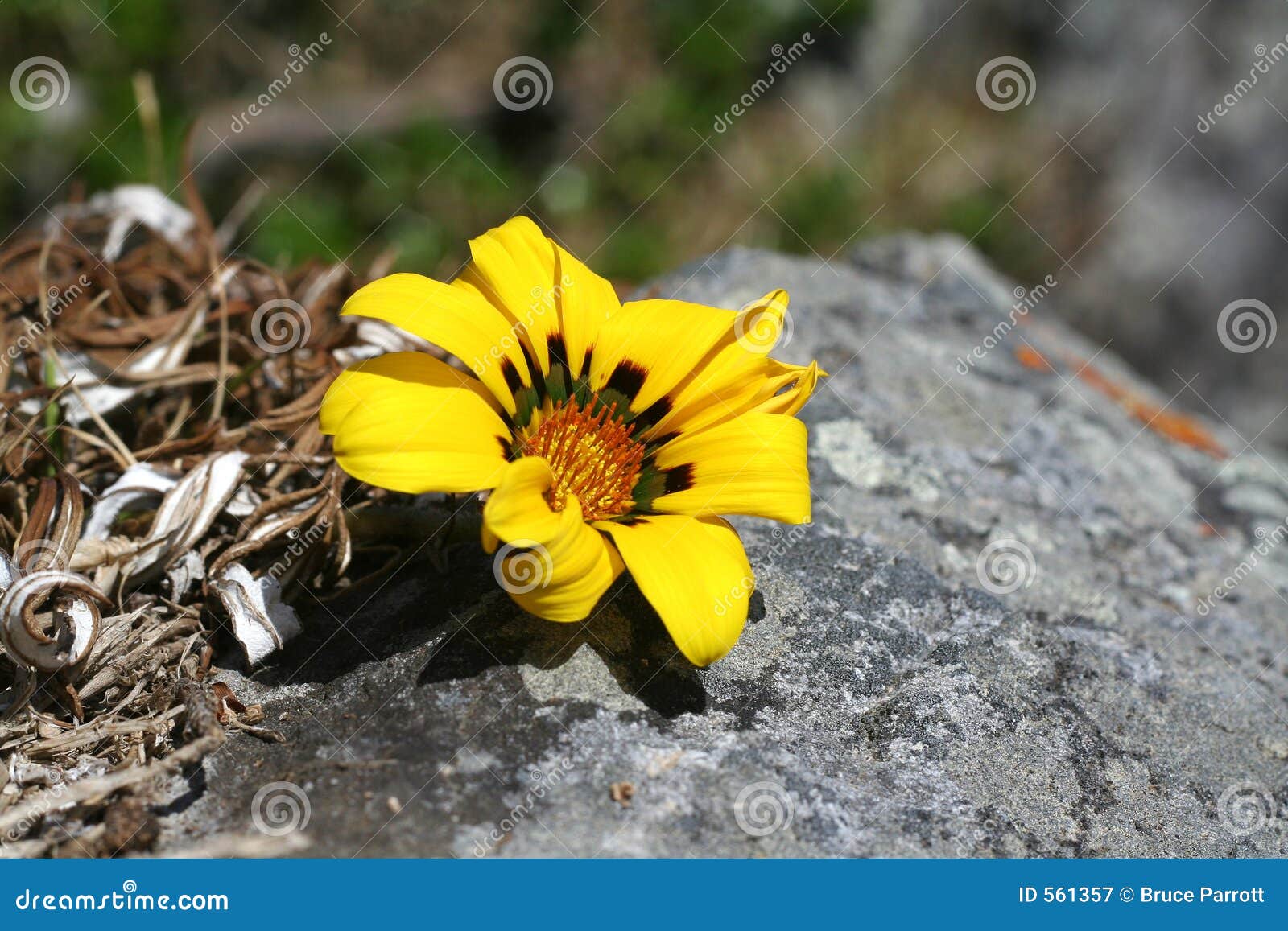 Flor y roca imagen de archivo. Imagen de brillante, asoleado - 561357