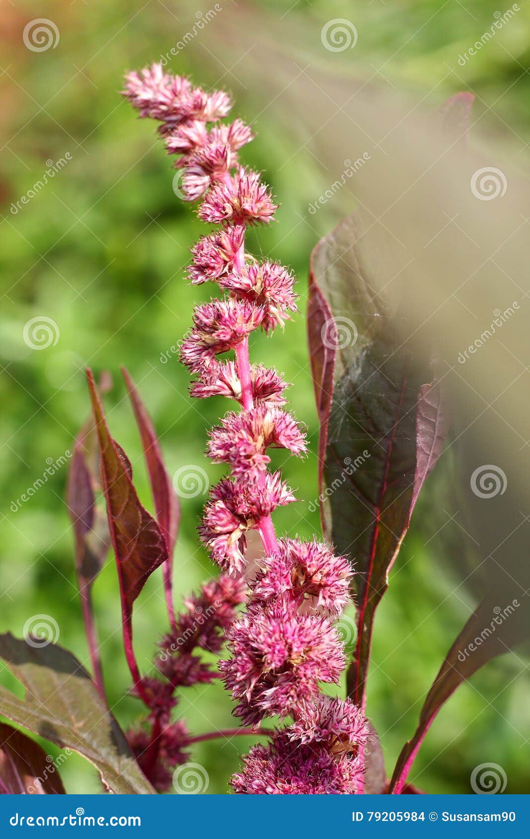 Flor Y Semillas De La Espinaca Foto de archivo - Imagen de receta ...