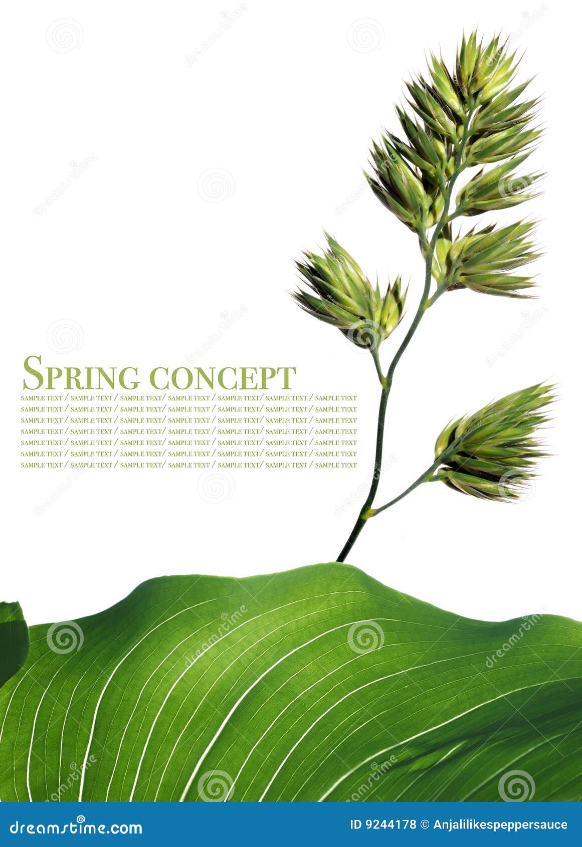 Flora Against White Background Stock Photo - Image of biology, botany ...