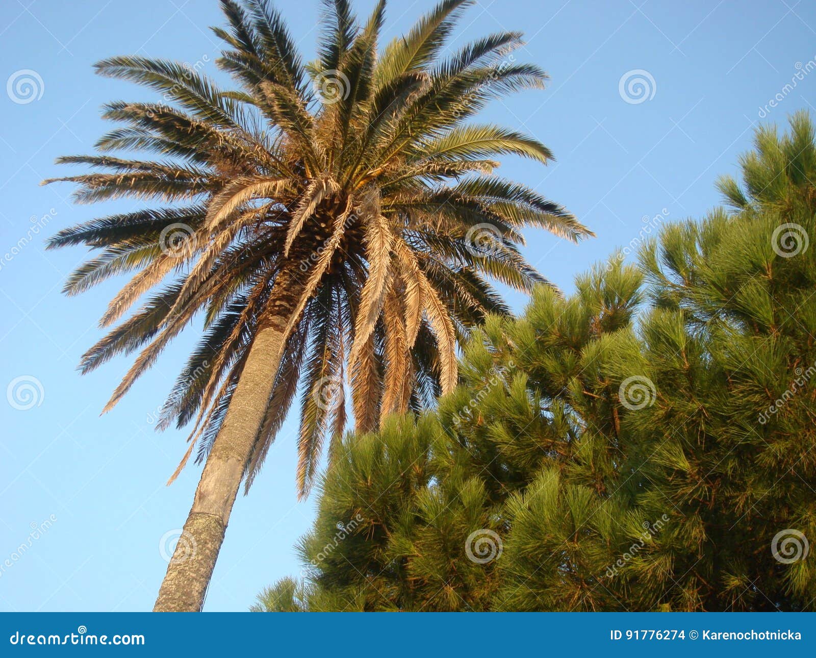 Flora of the Azores stock photo. Image of laurel, beach - 91776274