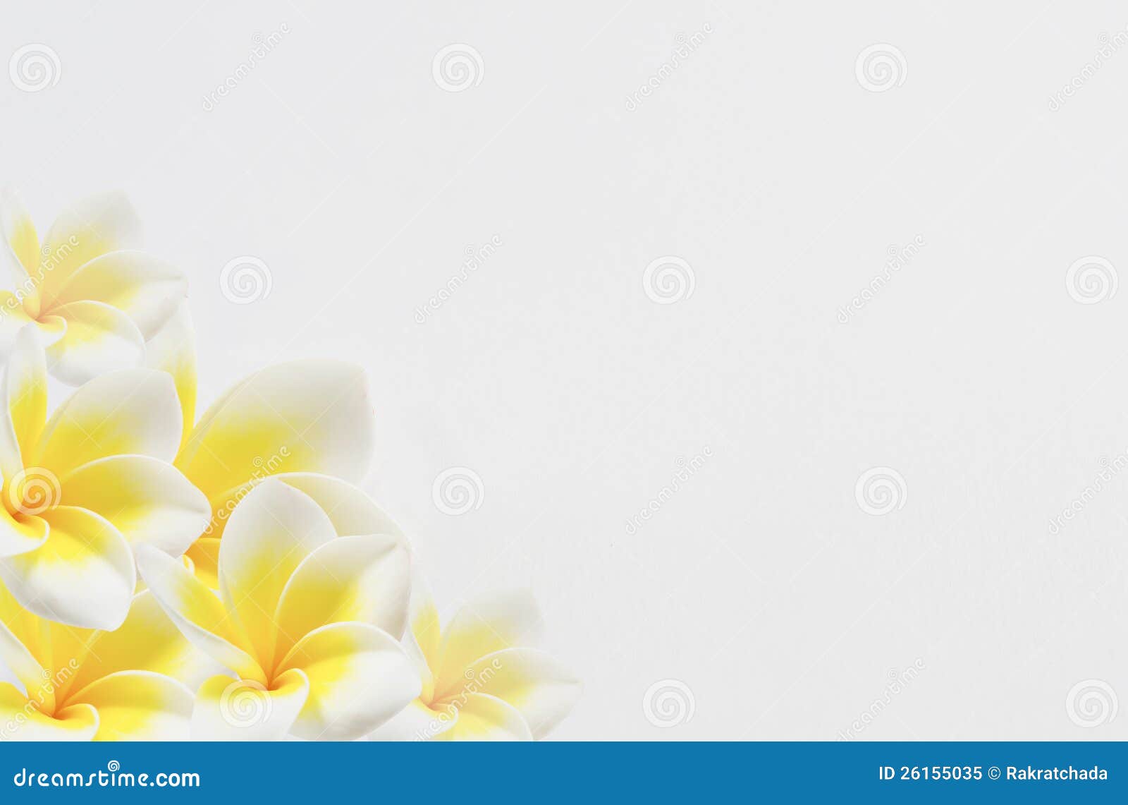956 Hawaii Aloha Flower Border Stock Photos - Free & Royalty-Free Stock ...