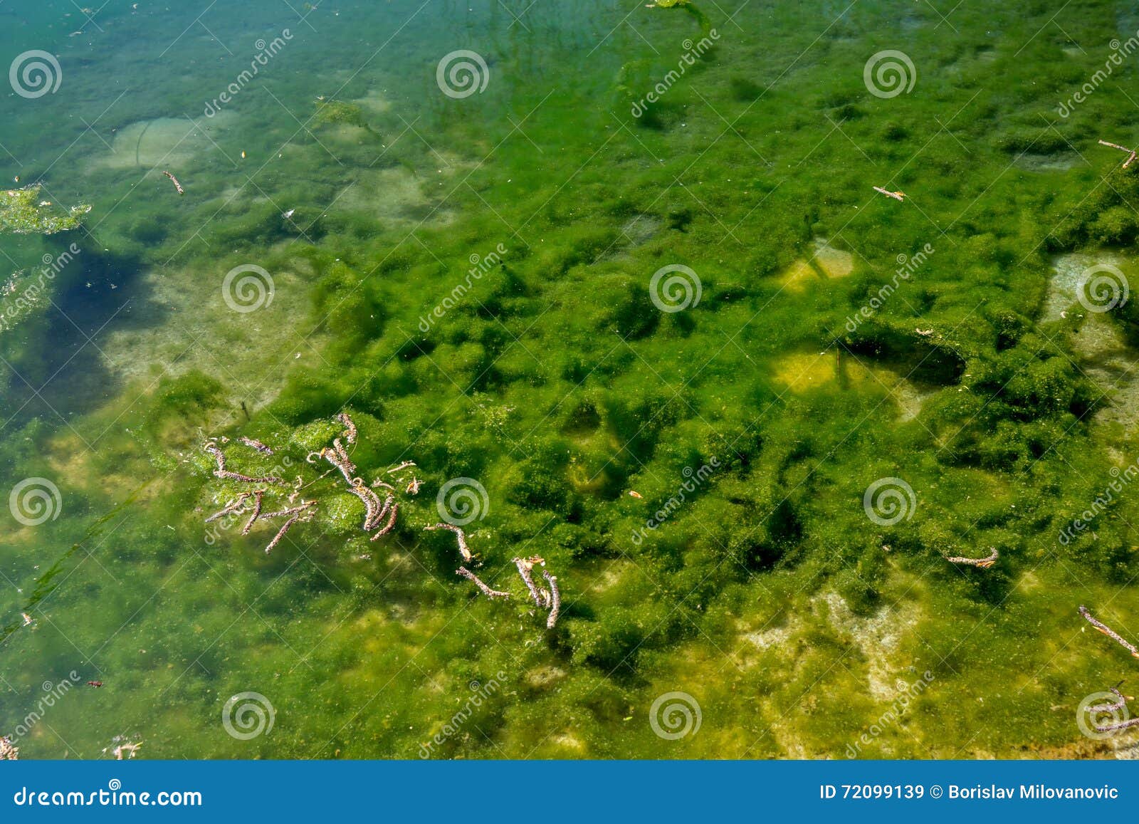 Flora at the Bottom of the River Bed 13 Stock Image - Image of surface ...
