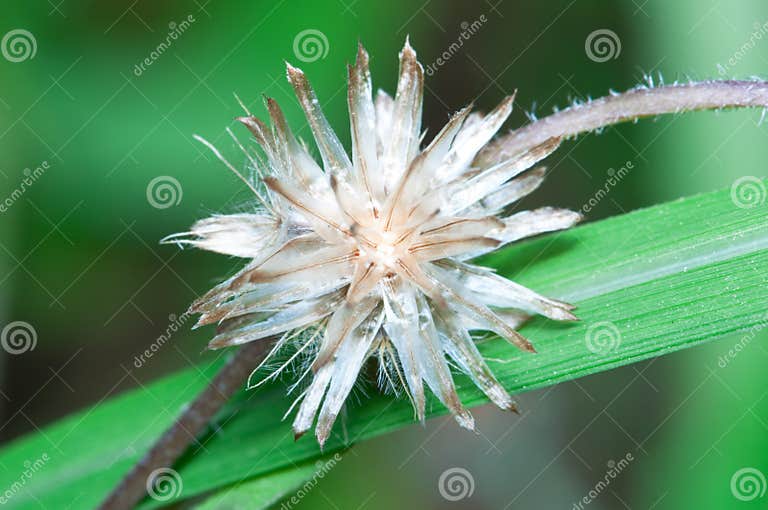 Flora Button Abstract stock photo. Image of blossom, flower - 18932160