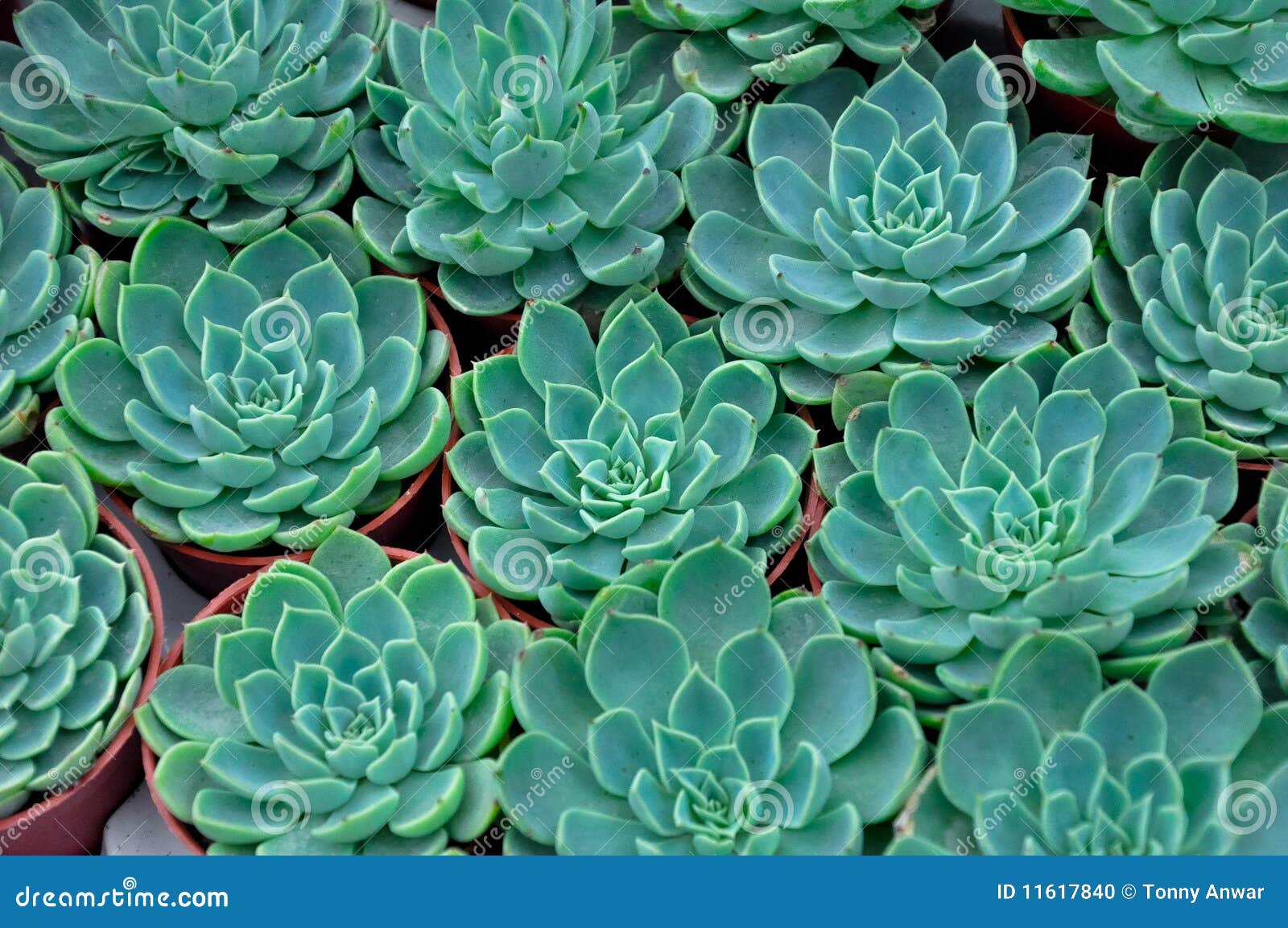Flora _ Cactus (Blue Green) Stock Photo - Image of lotus, cactus: 11617840