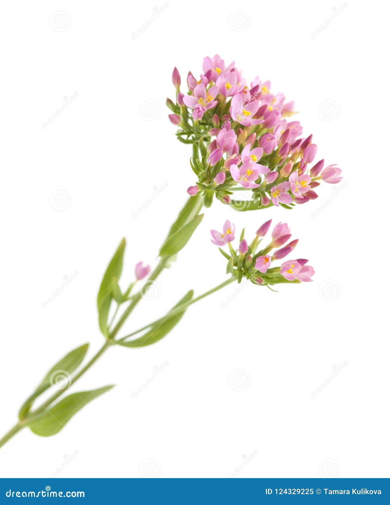 Centaurium Erythraea , Common Centaury Stock Image - Image of anthers ...