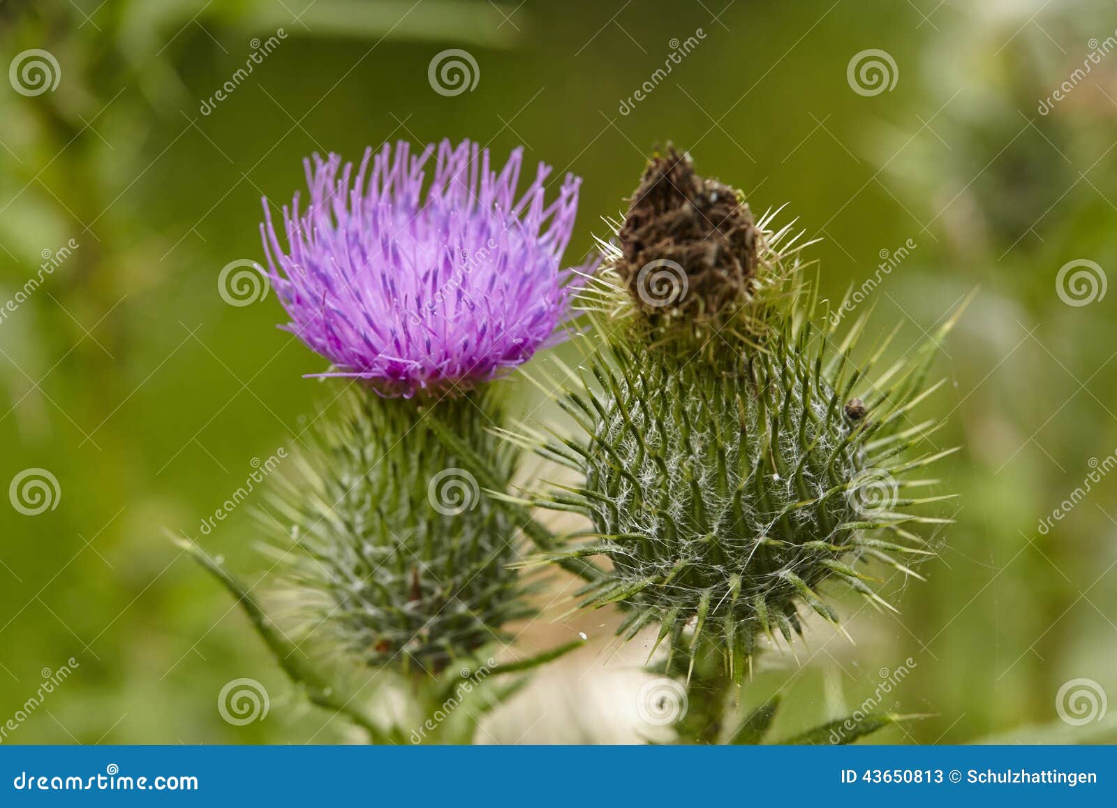 Flora - cardo de Maria imagen de archivo. Imagen de leche - 43650813