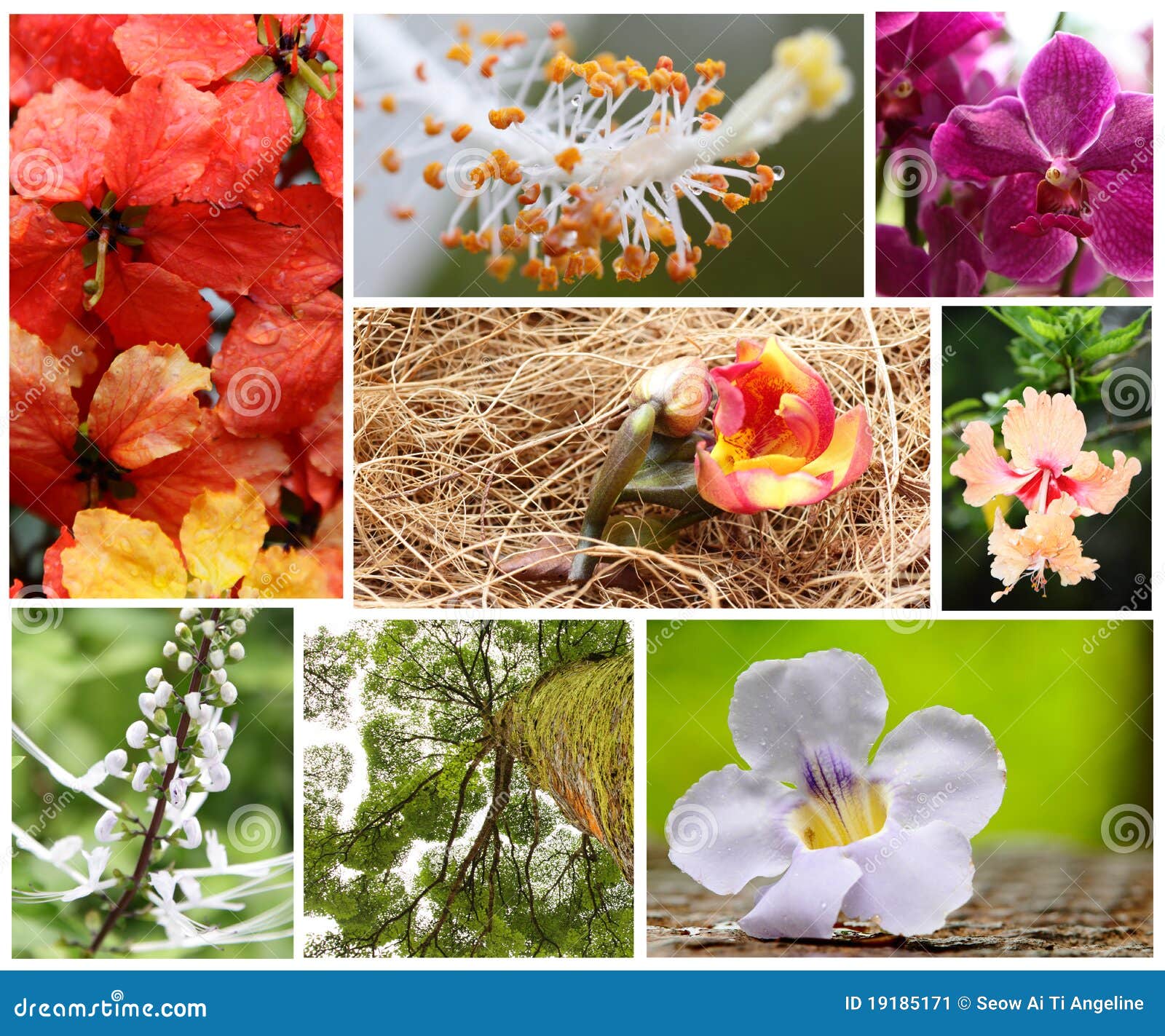 Flora Collage stock image. Image of foliage, variety - 19185171