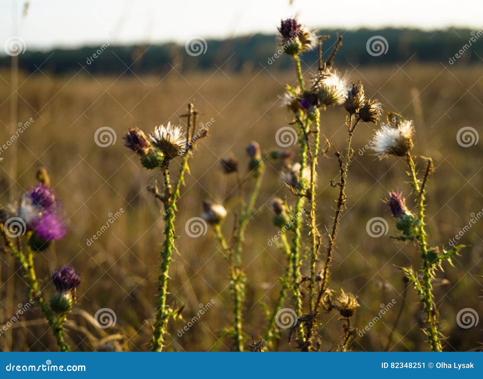 Flora color weeds field stock image. Image of flora, time - 82348251