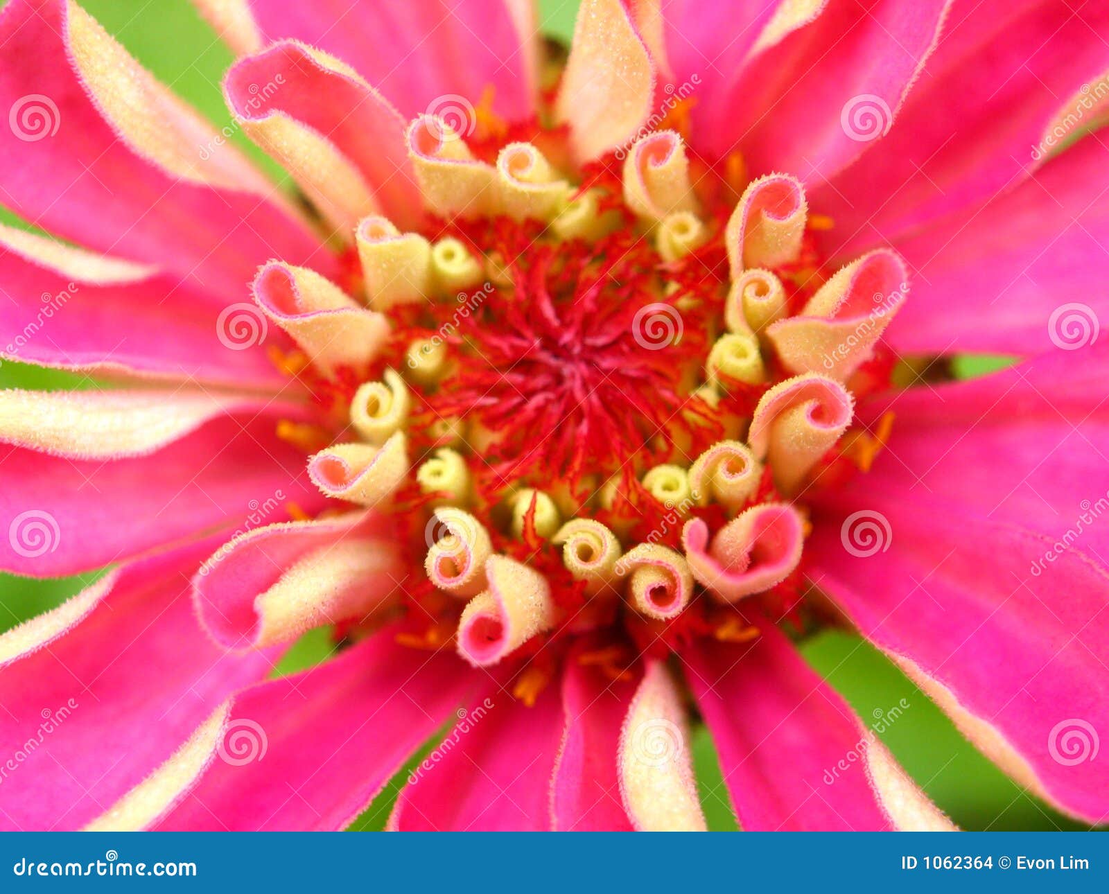 Flora Da Cor-de-rosa Quente Foto de Stock - Imagem de nave, bonito: 1062364