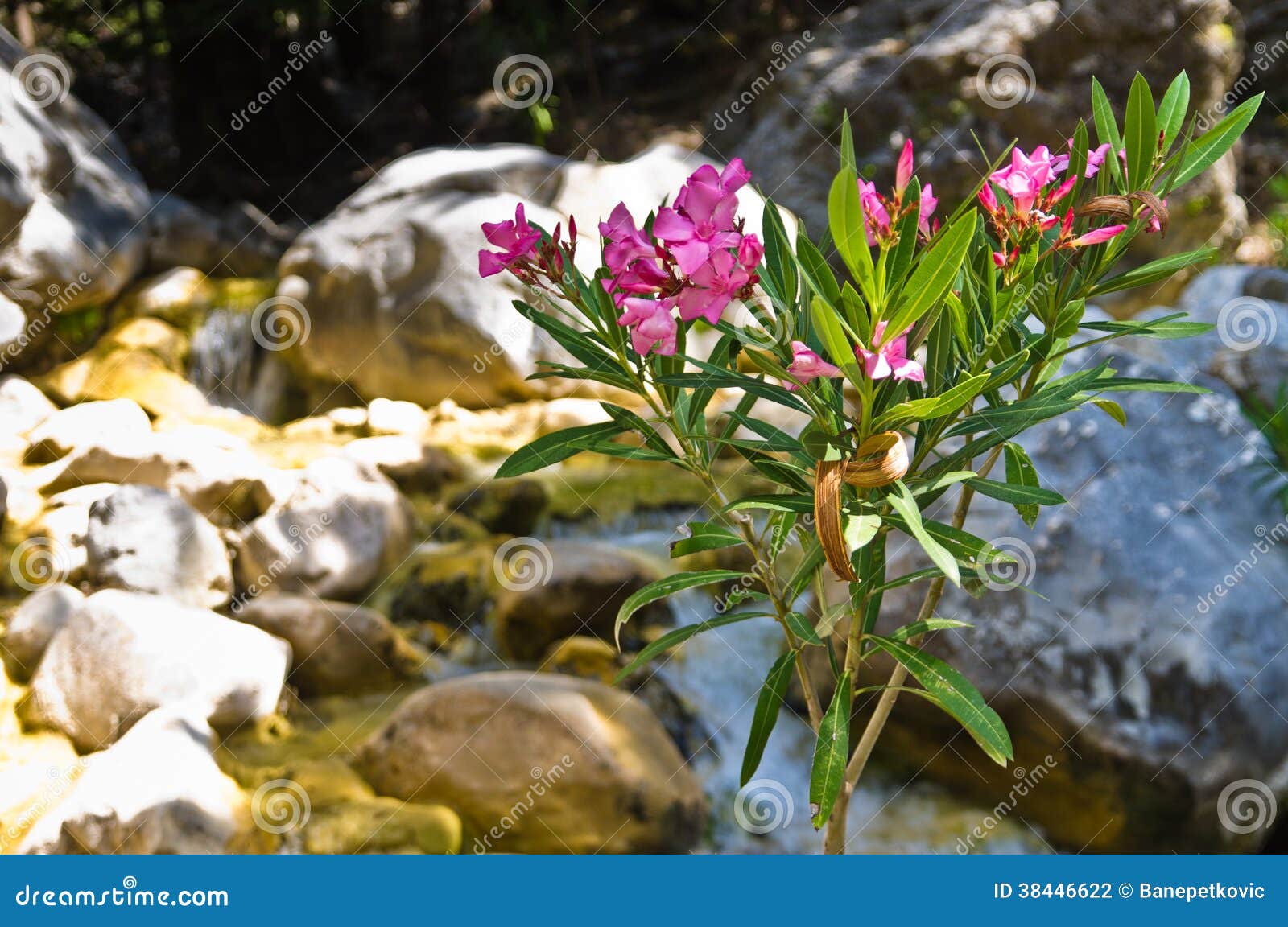 Flora De La Garganta De Samaria, Isla De Creta Foto de archivo - Imagen de hermoso, pino: 38446622