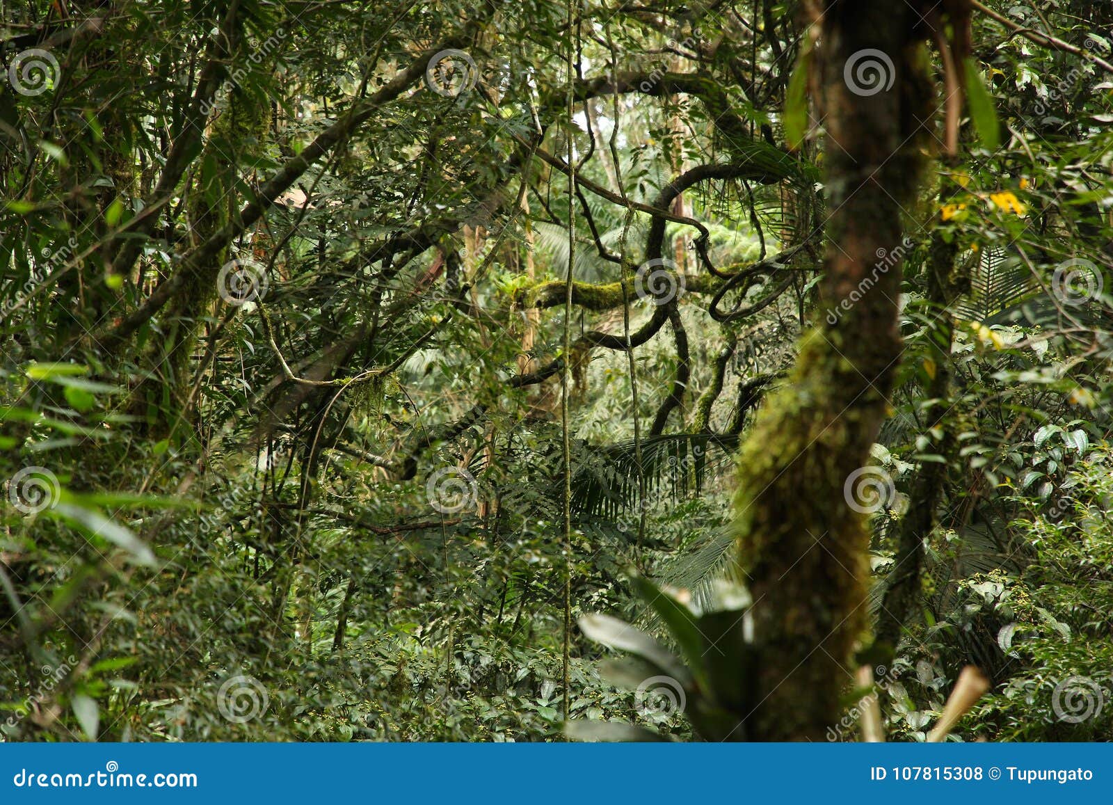 Flora de la selva tropical foto de archivo. Imagen de travieso - 107815308