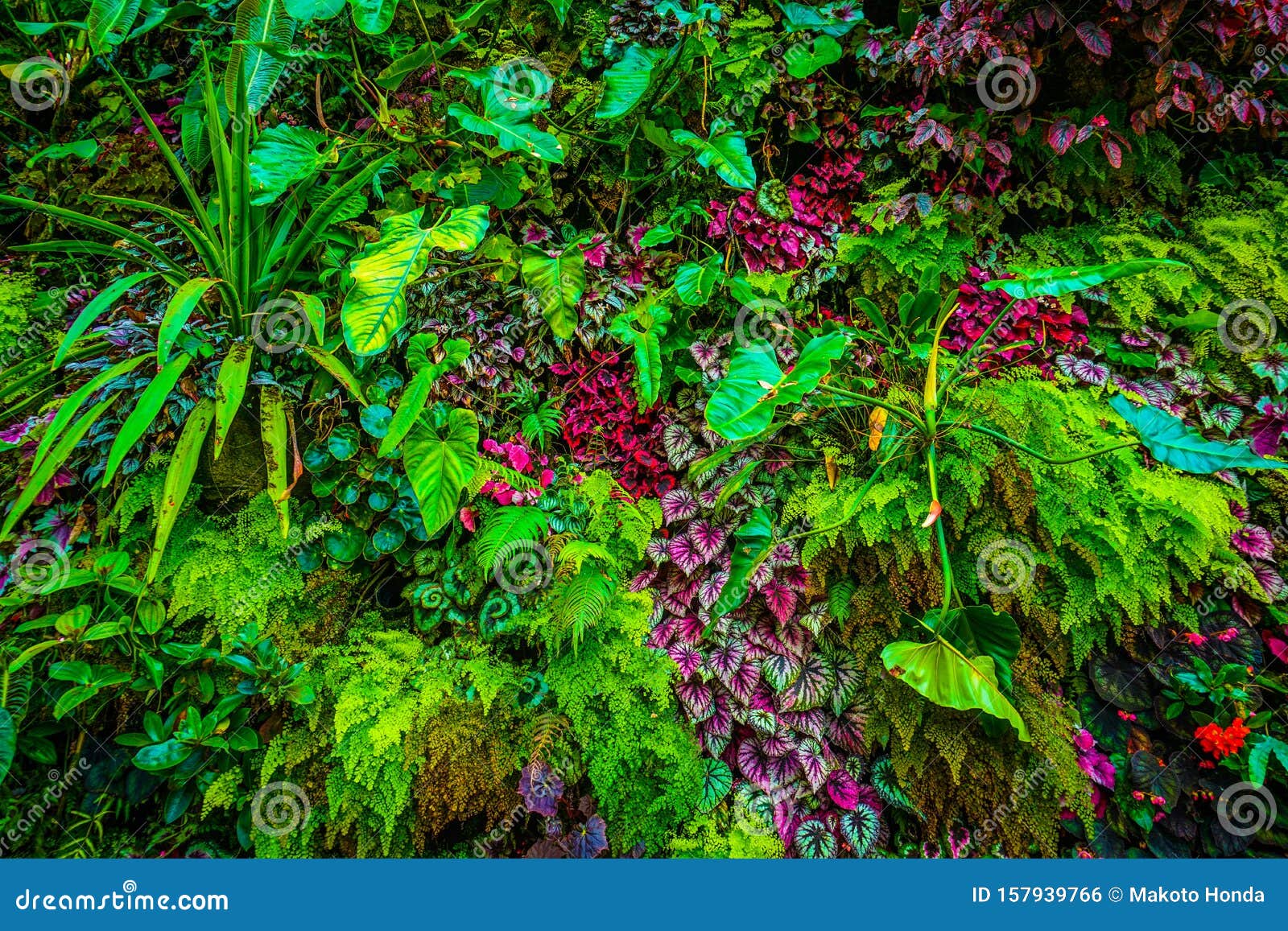Flora de la selva tropical foto de archivo. Imagen de extranjero ...