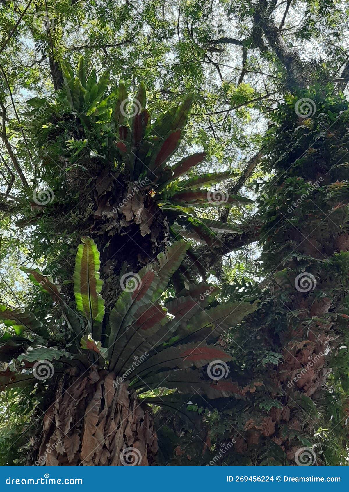 Flora De Selva Tropical Malasia Foto de archivo - Imagen de hoja, flor ...