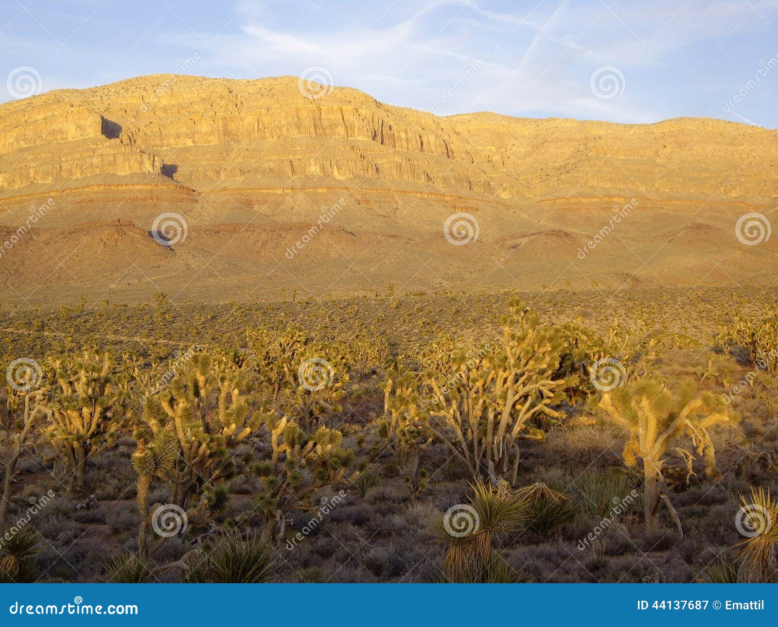 Flora Del Deserto Dell'Arizona Immagine Stock - Immagine di arizona ...