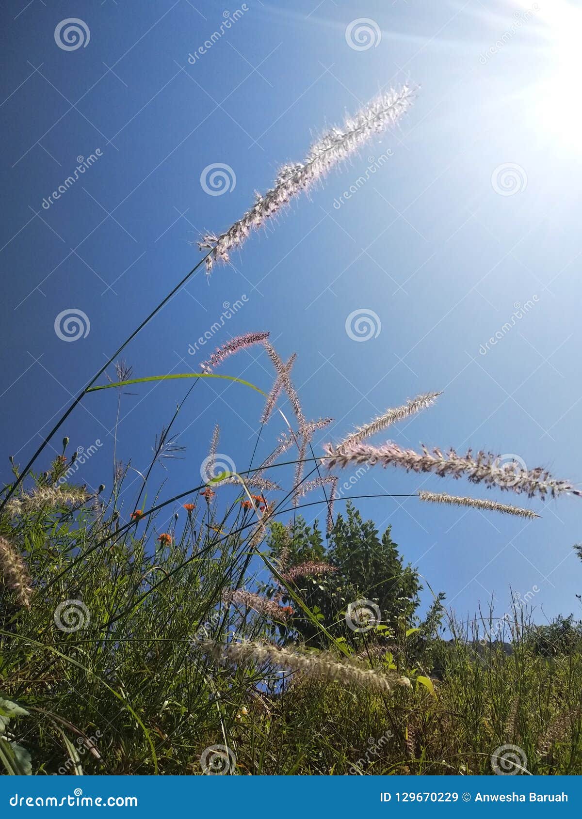 Flora dell'India immagine stock. Immagine di cielo, flora - 129670229