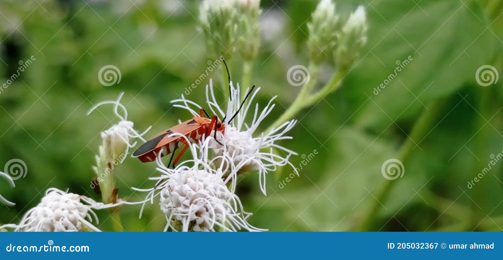Flora and fauna stock image. Image of flower, fauna - 205032367