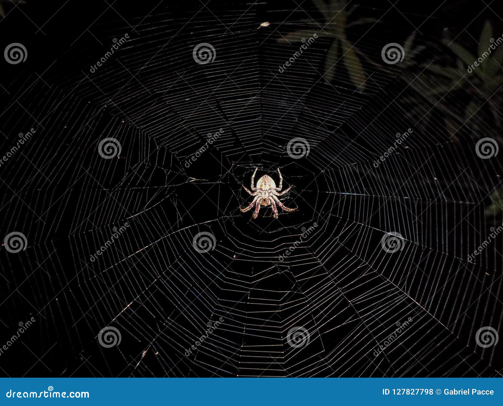 Night spider in backyard stock photo. Image of design - 127827798