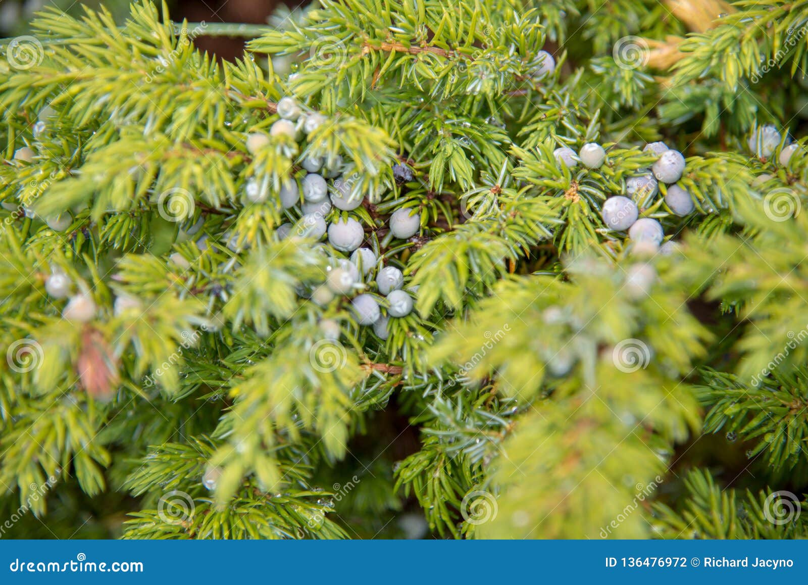 Flora and Fauna in the Forrest of Canada Stock Photo - Image of canada ...