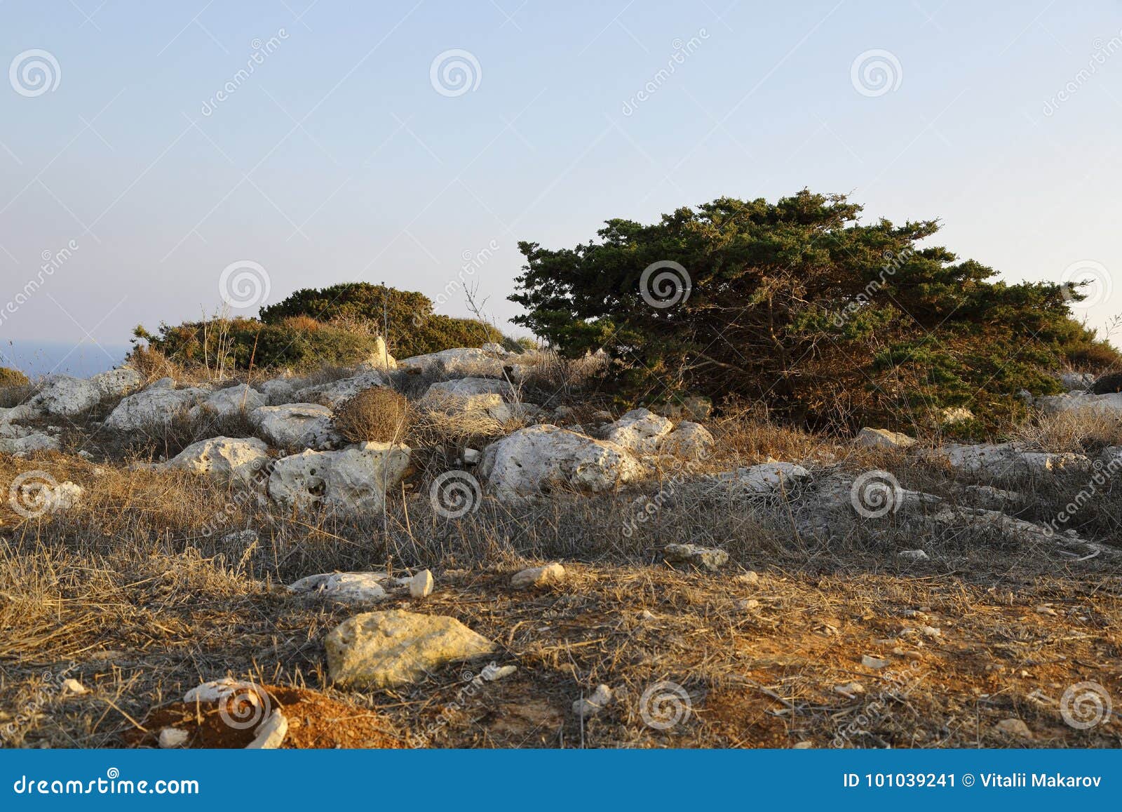The Flora and Fauna of the Mediterranean Coast Stock Image - Image of ...