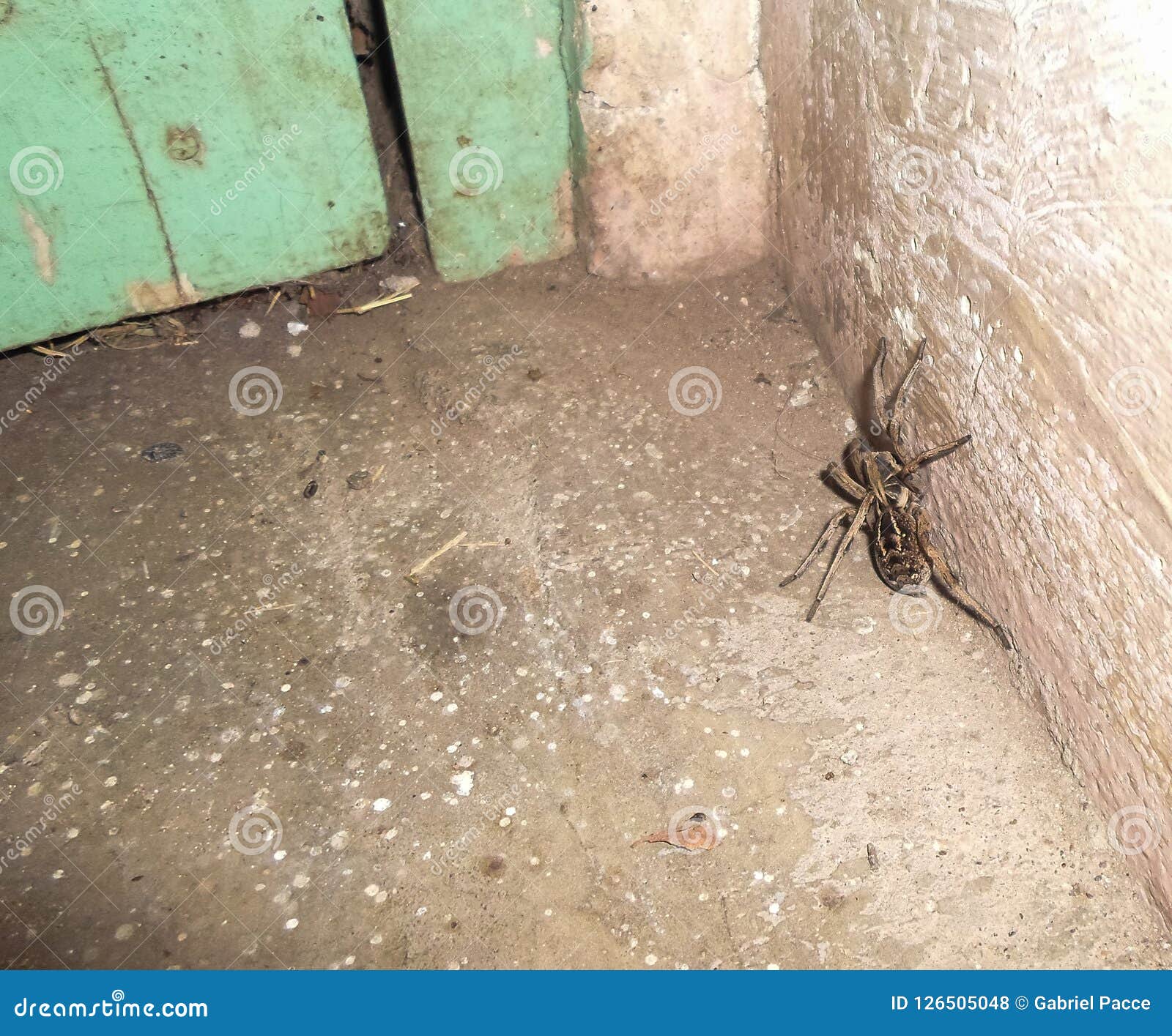 A Big Spider Inside the House Stock Photo - Image of dirty ...