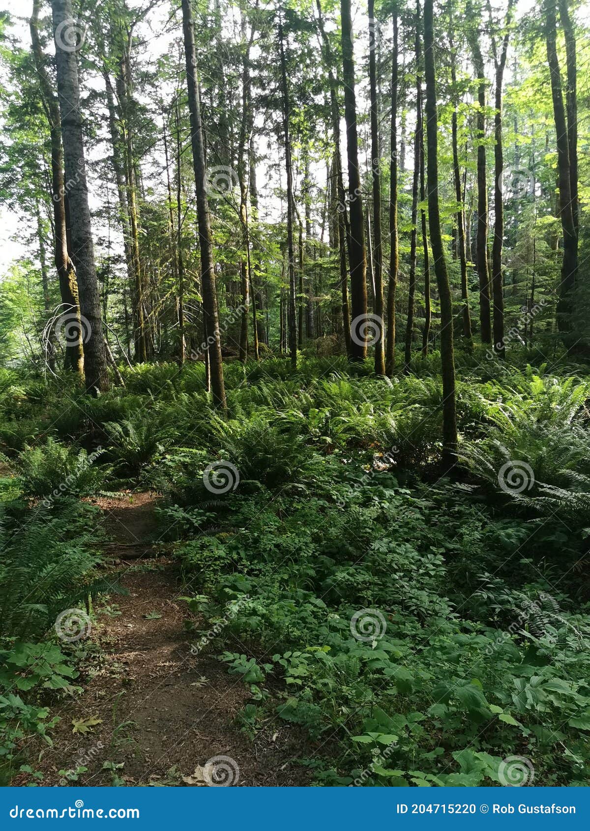 Flora fauna trees green stock photo. Image of leaf, forest - 204715220