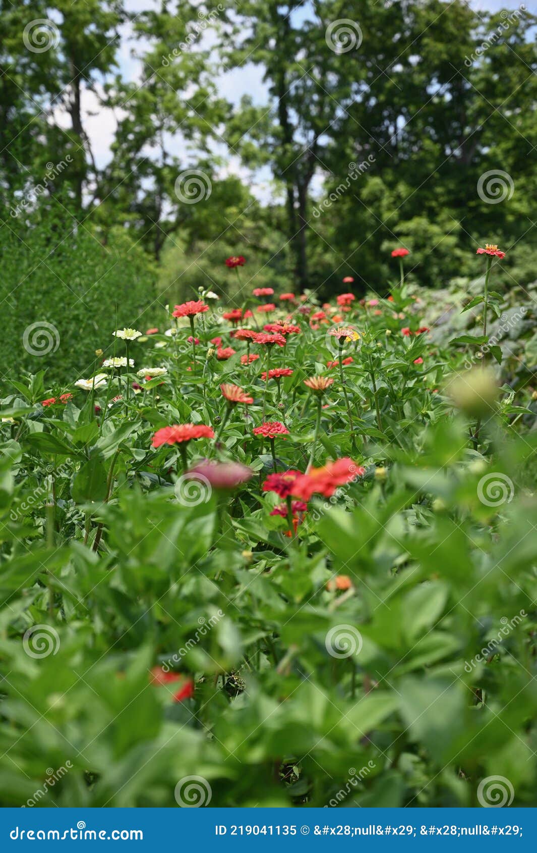 Flora Field stock image. Image of flora, field, spring - 219041135