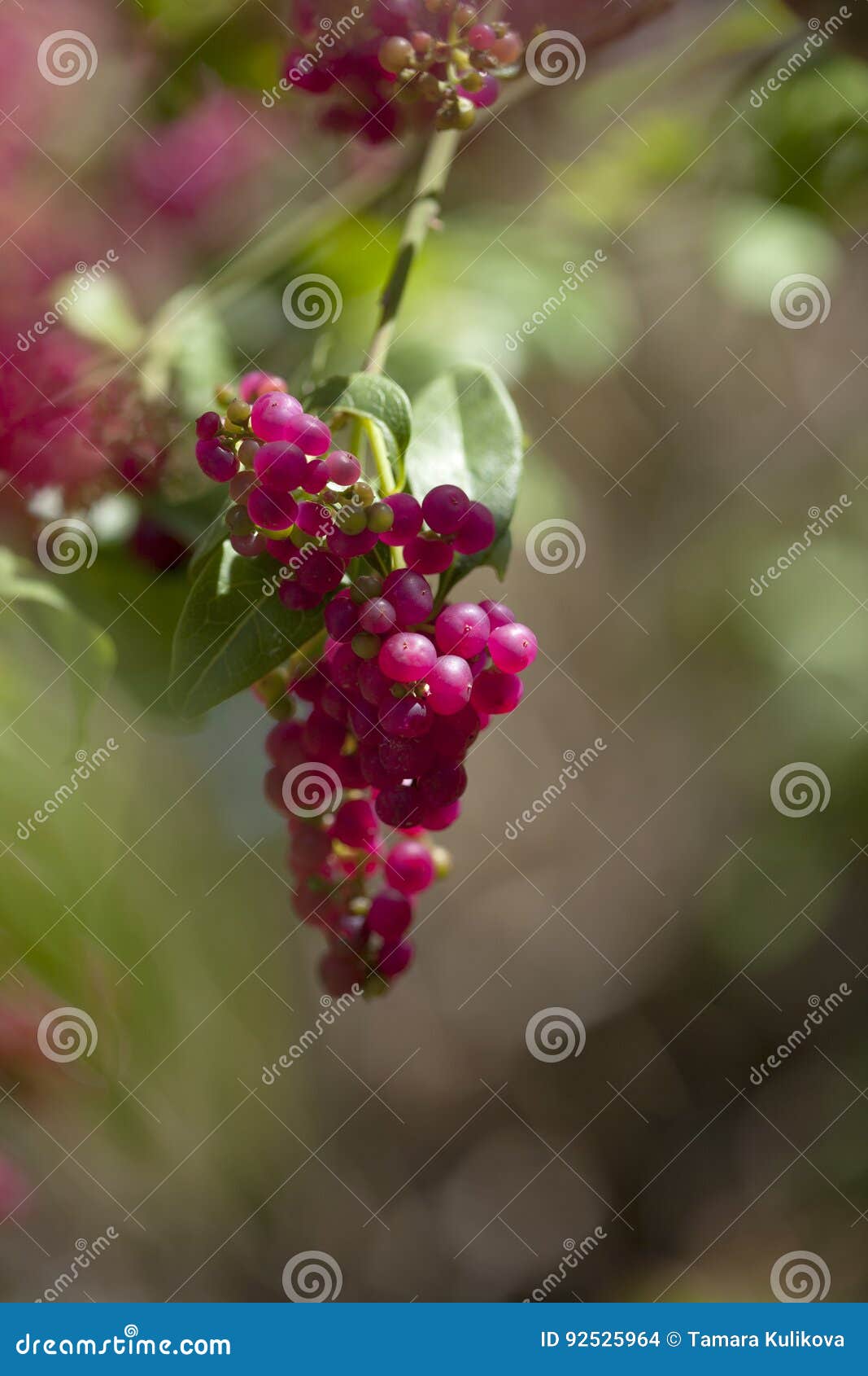 Canaria Bosea Stock Photos - Free & Royalty-Free Stock Photos from ...