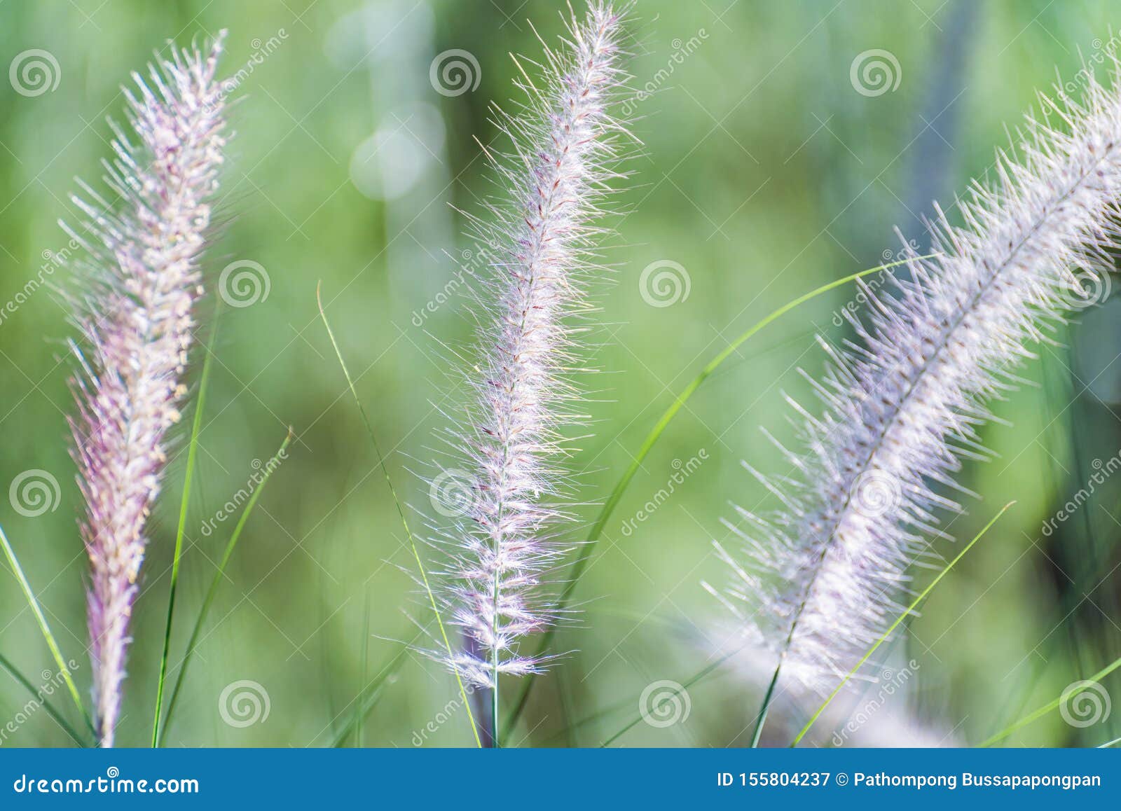 The Flora Grasses stock image. Image of grass, field - 155804237