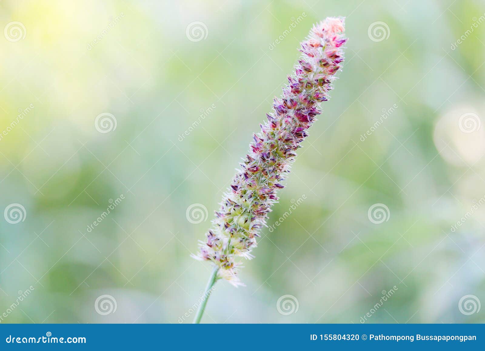 The Flora Grasses stock photo. Image of grow, blossom - 155804320