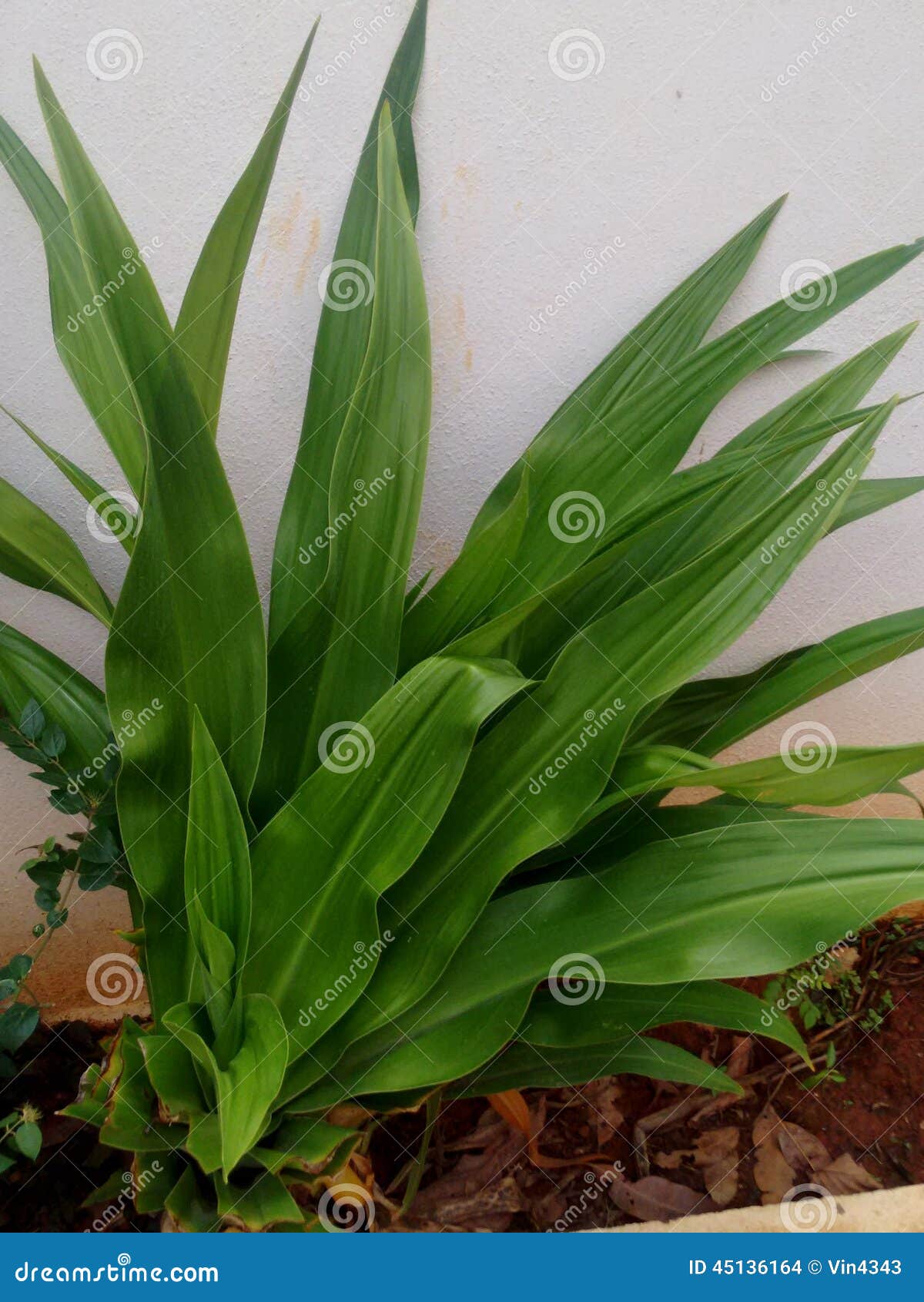 Flora stock photo. Image of natural, fragile, green, showplant - 45136164