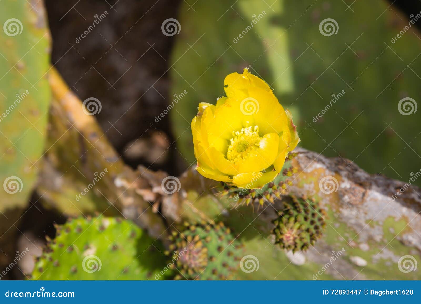 Flora on the island Malta. stock image. Image of bushes - 72893447