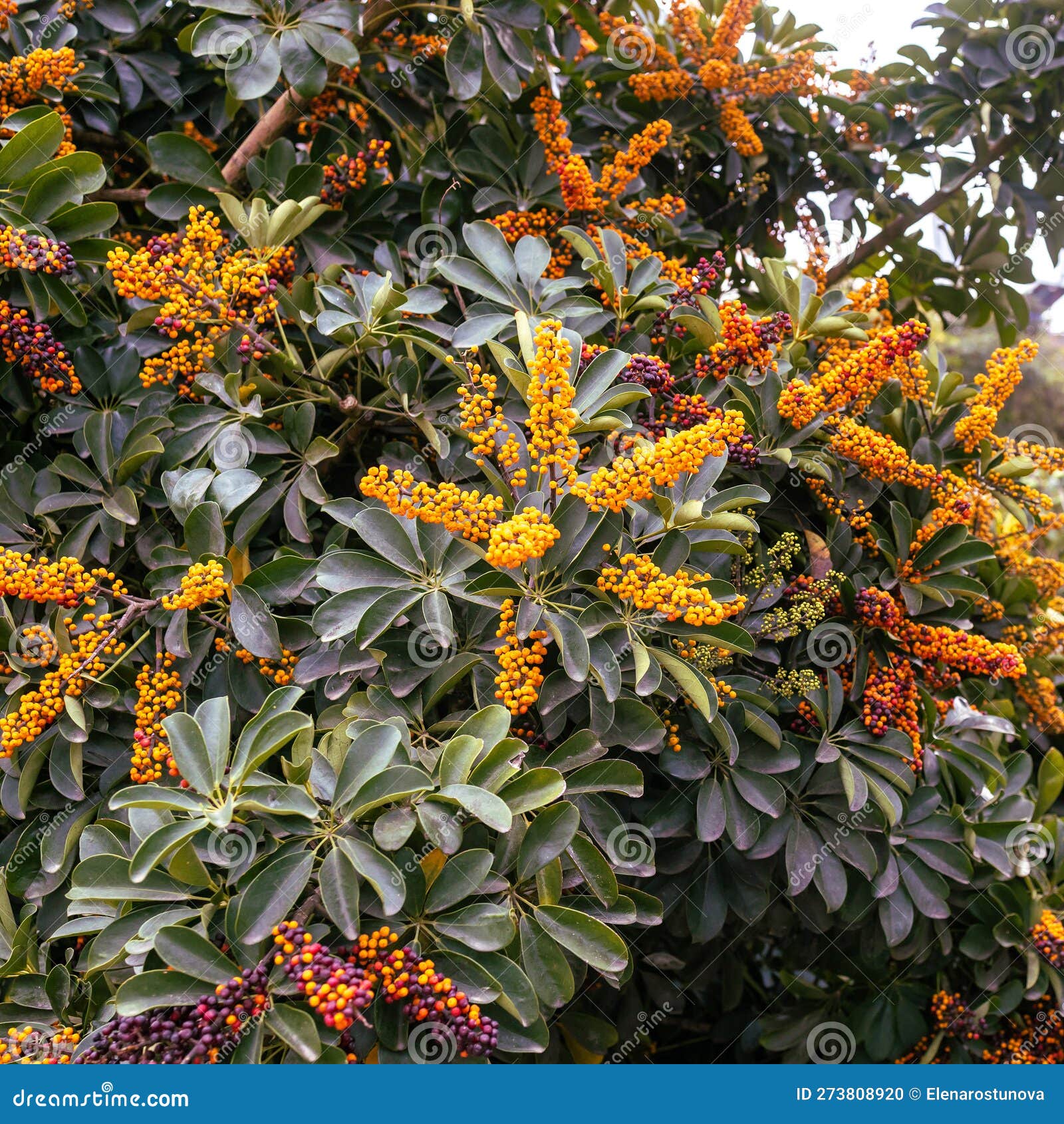 Square Frame. Schefflera Bloom Showcases Array of Berries Stock Photo ...