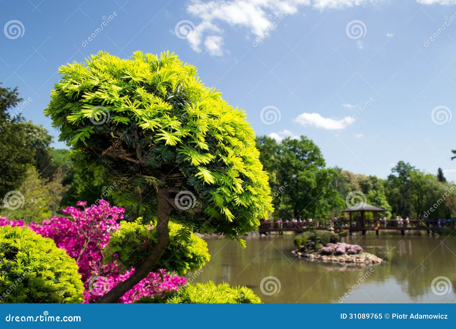 Flora in japanese garden stock image. Image of japan - 31089765