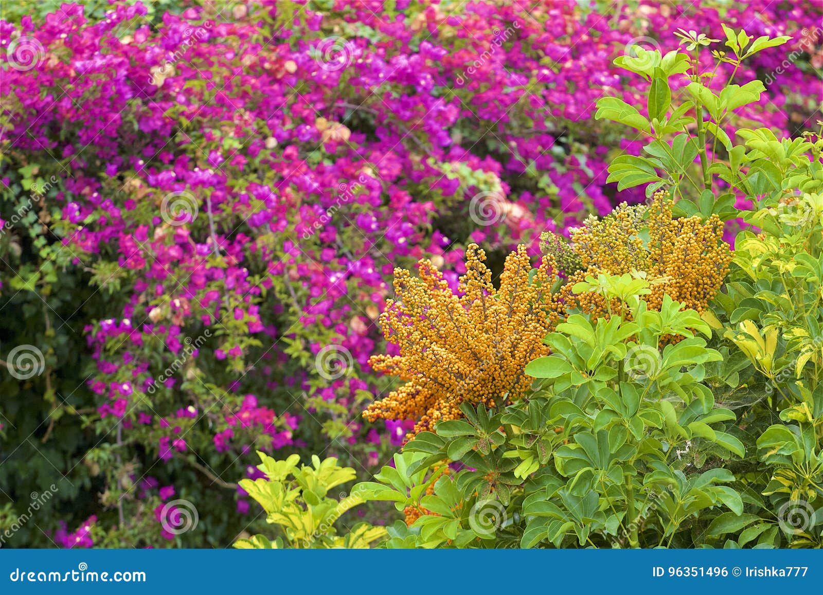 Flora of Madeira, Portugal stock photo. Image of colourful - 96351496