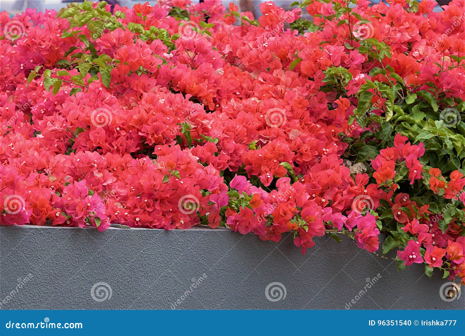 Flora of Madeira, Portugal stock photo. Image of blossoming - 96351540