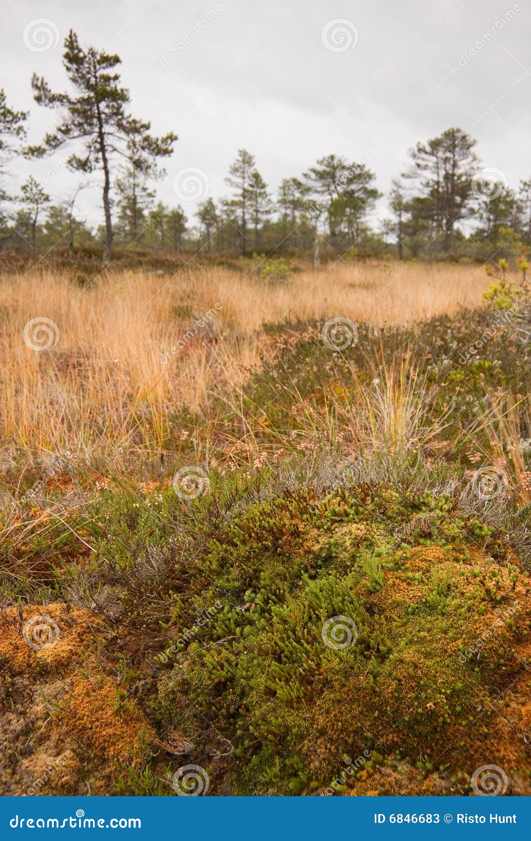 Flora of a Marsh in Estonia Stock Image - Image of life, footpath: 6846683