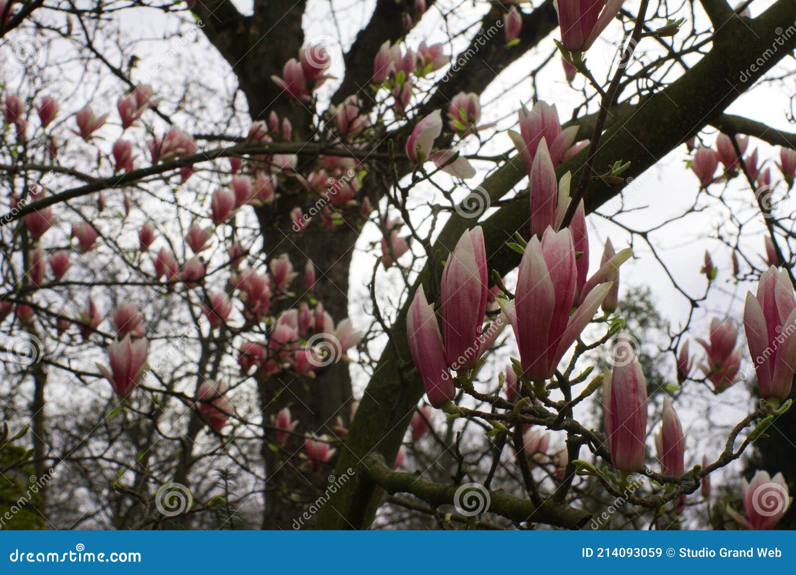 Flora and Nature - Magnolia Grandiflora Tree in Springtime, Real Life ...
