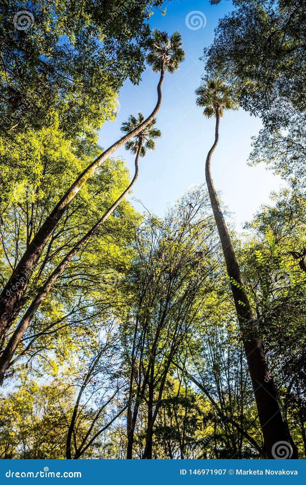 Mexico City, Mexico - October 24, 2018. Trees and Palms in Parque ...