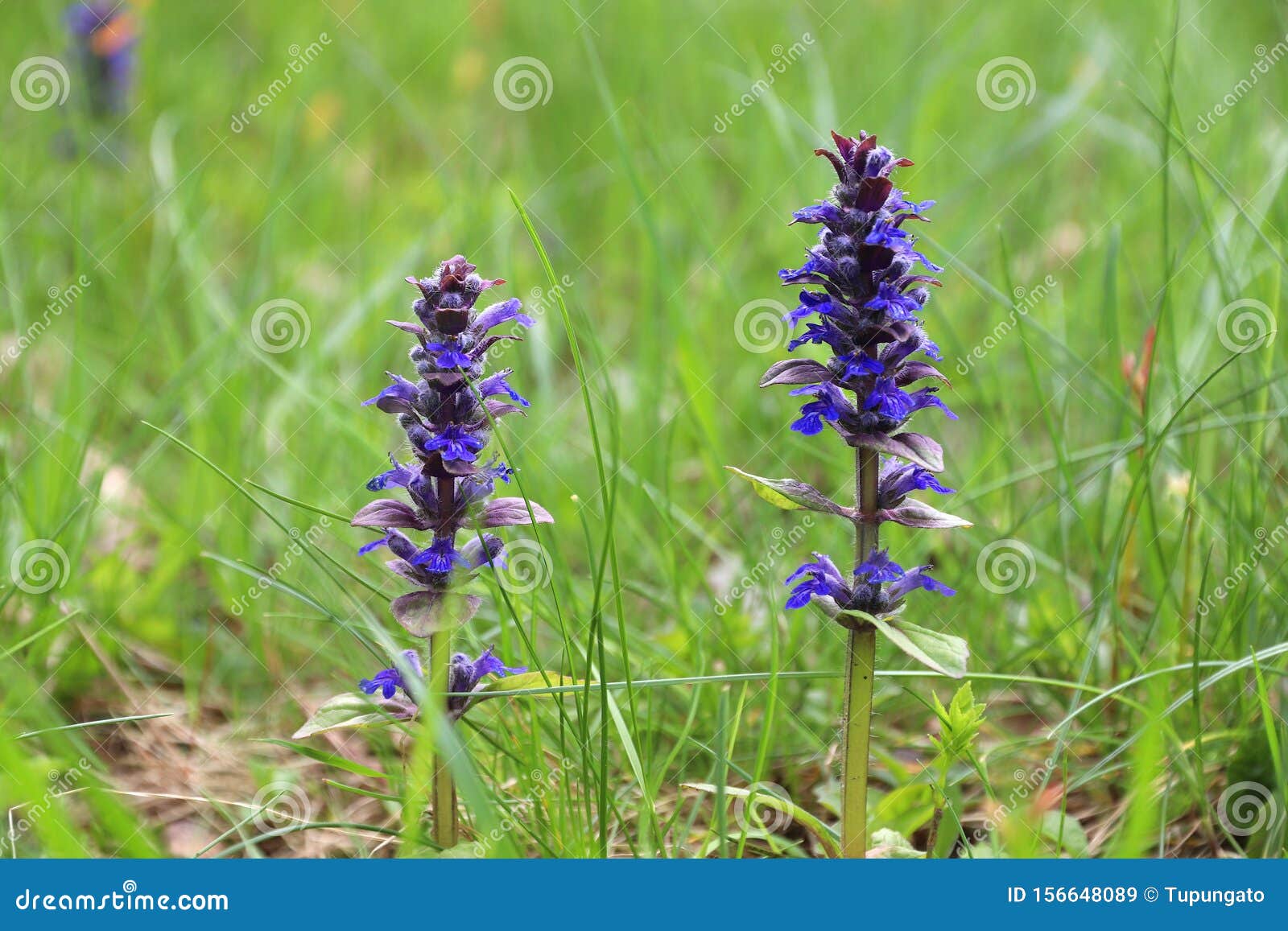Flora in Poland stock image. Image of ajuga, bugleherb - 156648089