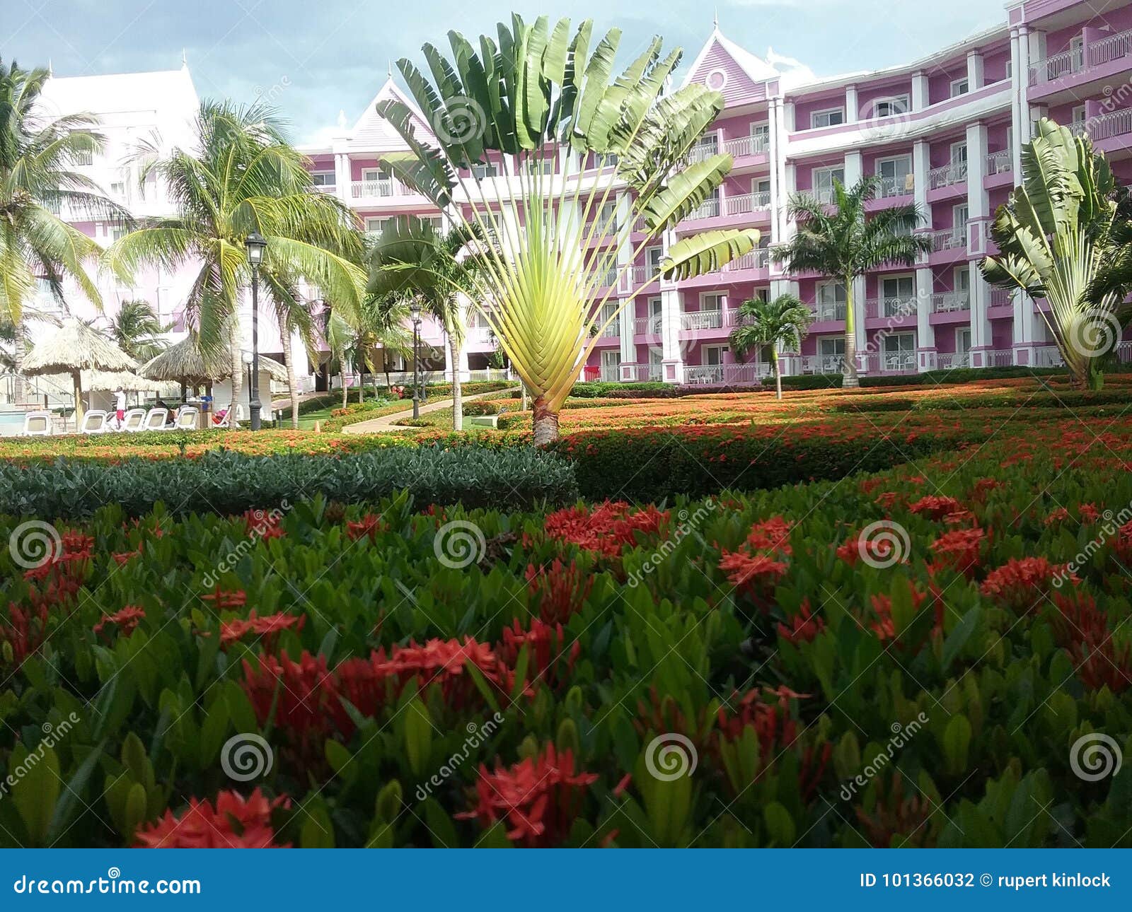 Flora in resort stock photo. Image of flowers, resort - 101366032