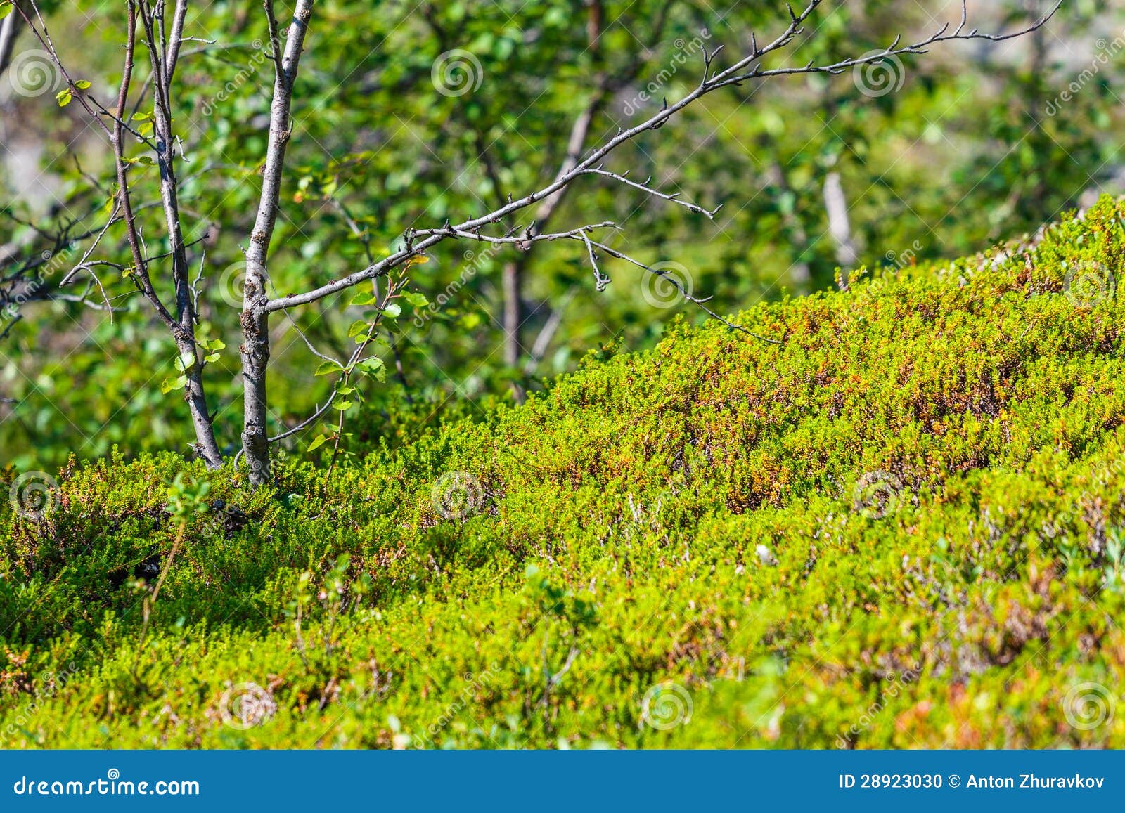 Flora van toendra stock foto. Image of schiereiland, noords - 28923030