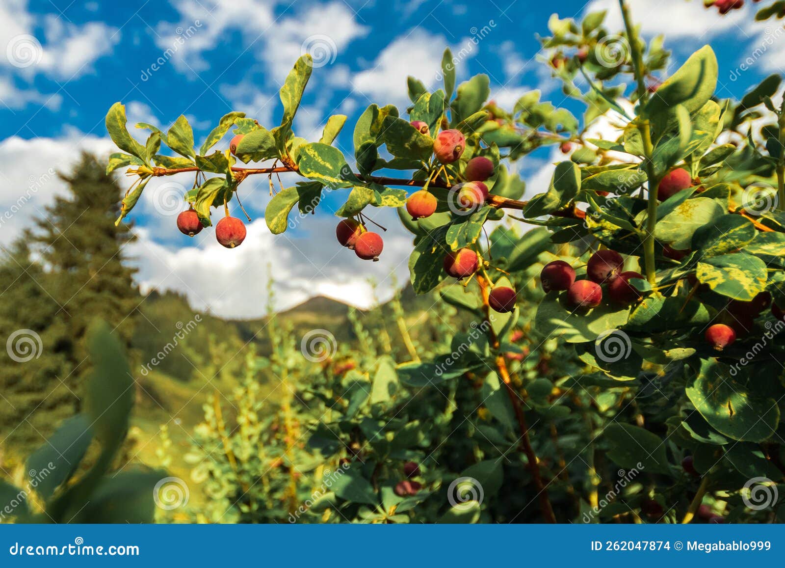Flora and Vegetation in Summer Mountain of Central Asia Stock Photo ...